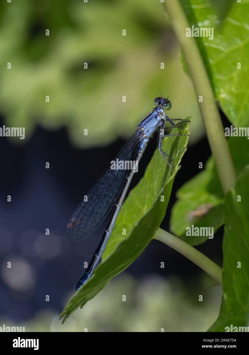 pretty blue male Pacific forktail damselfly (Ischnura cervula) perched ...