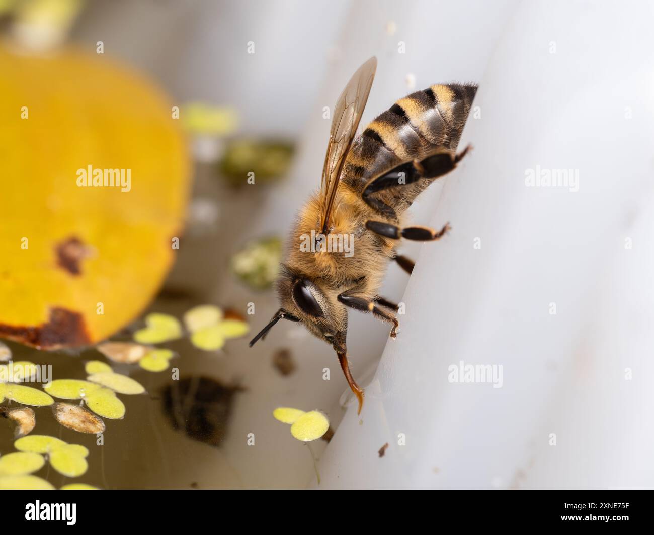 A Western honey bee (Apis mellifera) in a white plastic tub drinking ...