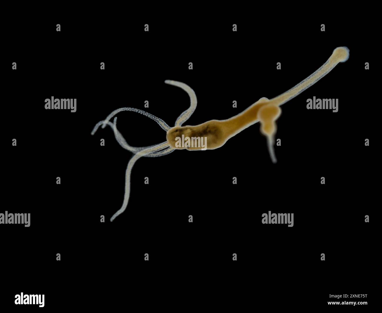 Darkfield photo of a brown hydra (Hydra oligactis) that has captured ...