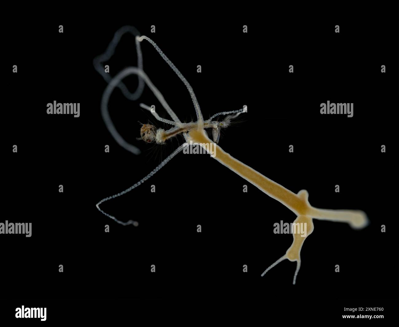 Darkfield photo of a minute brown hydra (Hydra oligactis) that has ...