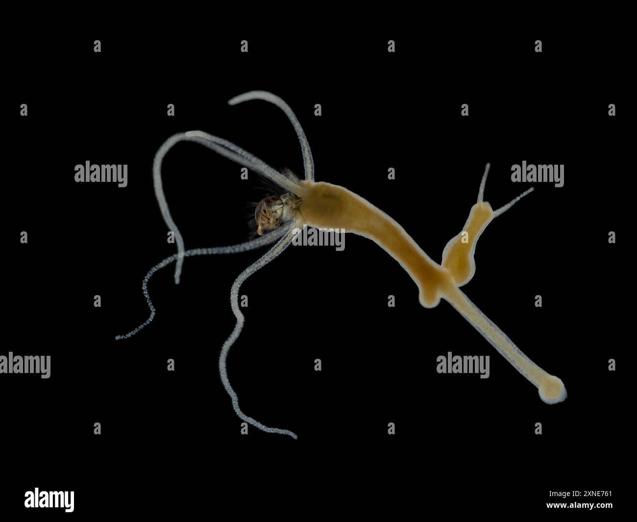 Darkfield photo of a brown hydra (Hydra oligactis) that is in the ...