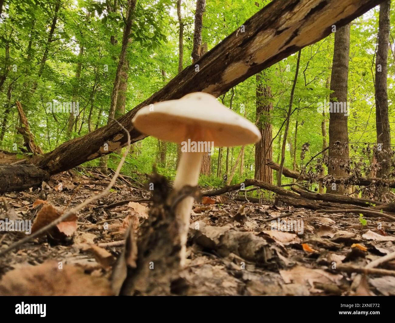Eastern destroying angel amanita hi-res stock photography and images ...