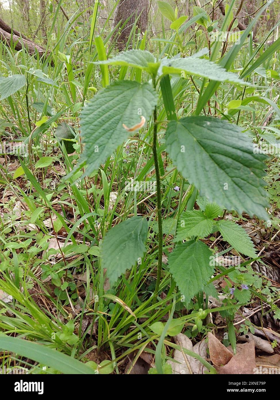 wood nettle (Laportea canadensis) Plantae Stock Photo - Alamy