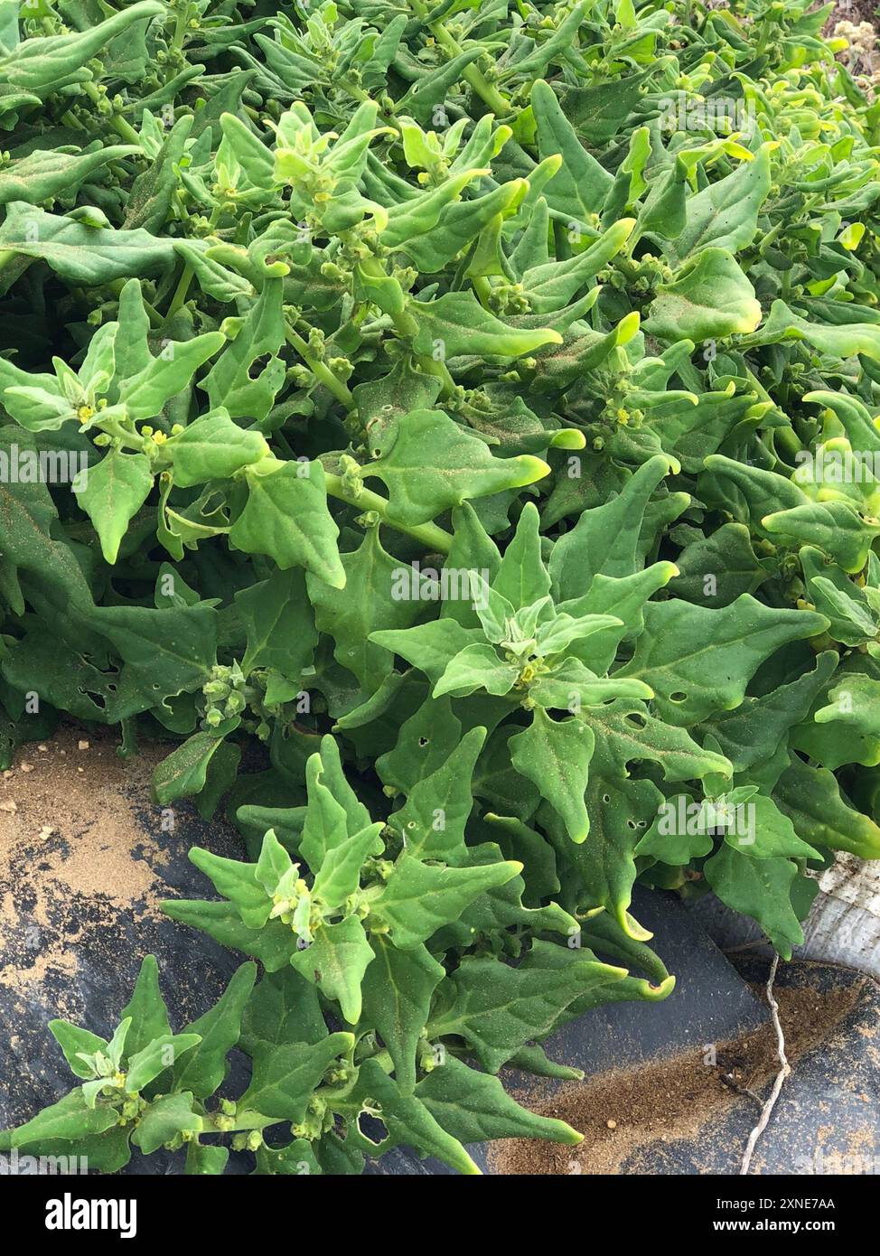 New Zealand Spinach (Tetragonia tetragonoides) Plantae Stock Photo - Alamy