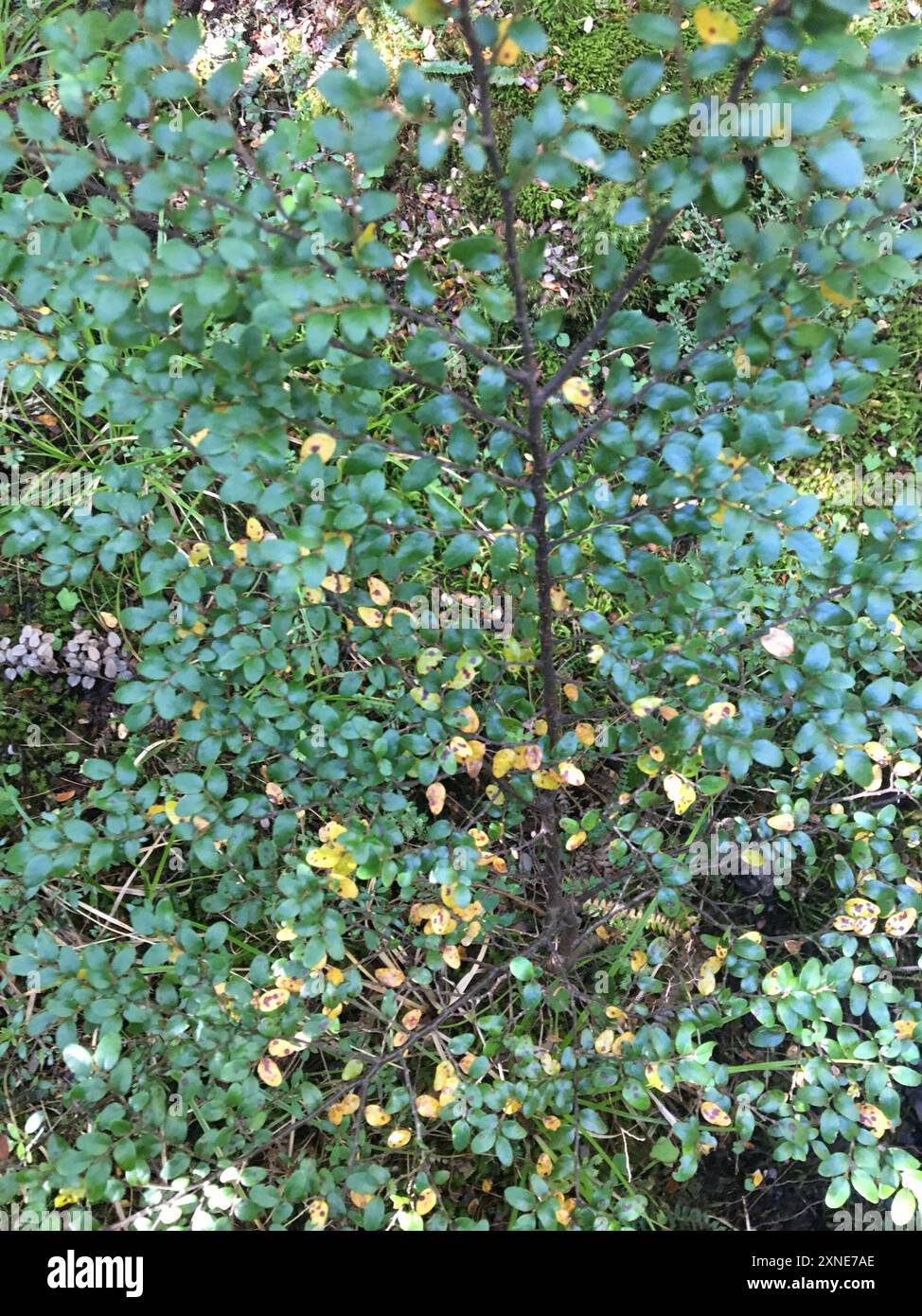Mountain beech (Nothofagus cliffortioides) Plantae Stock Photo - Alamy