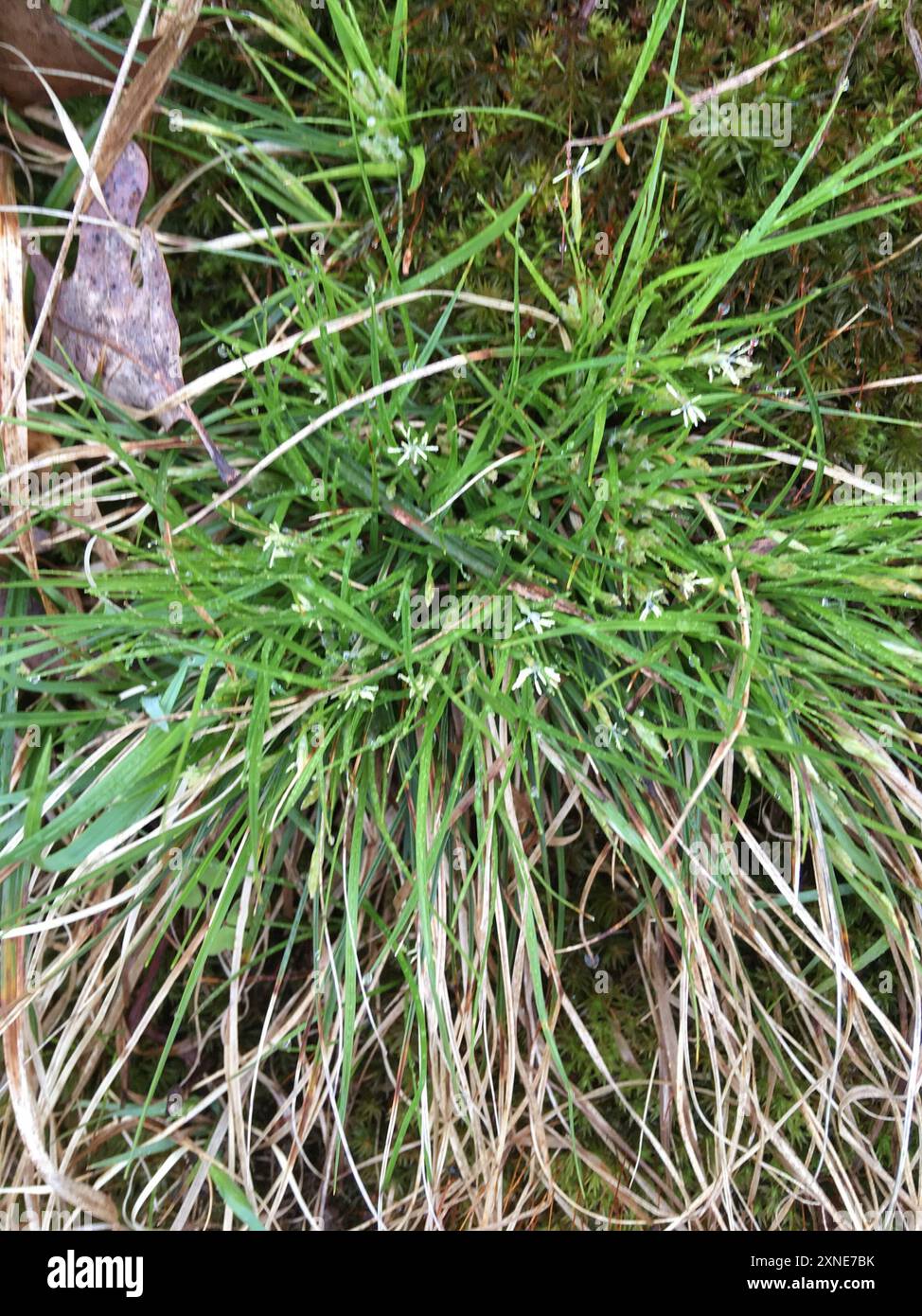true sedges (Carex) Plantae Stock Photo - Alamy