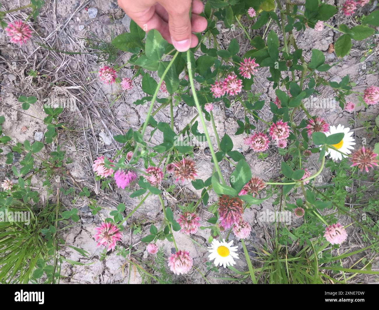 Alsike clover (Trifolium hybridum) Plantae Stock Photo - Alamy