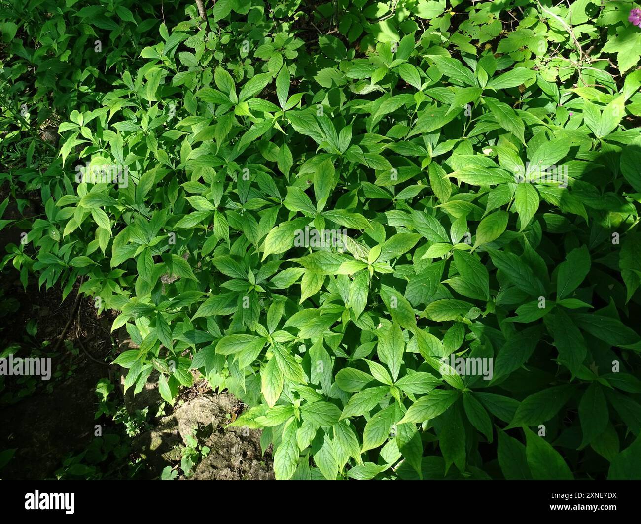 eastern green violet (Hybanthus concolor) Plantae Stock Photo - Alamy