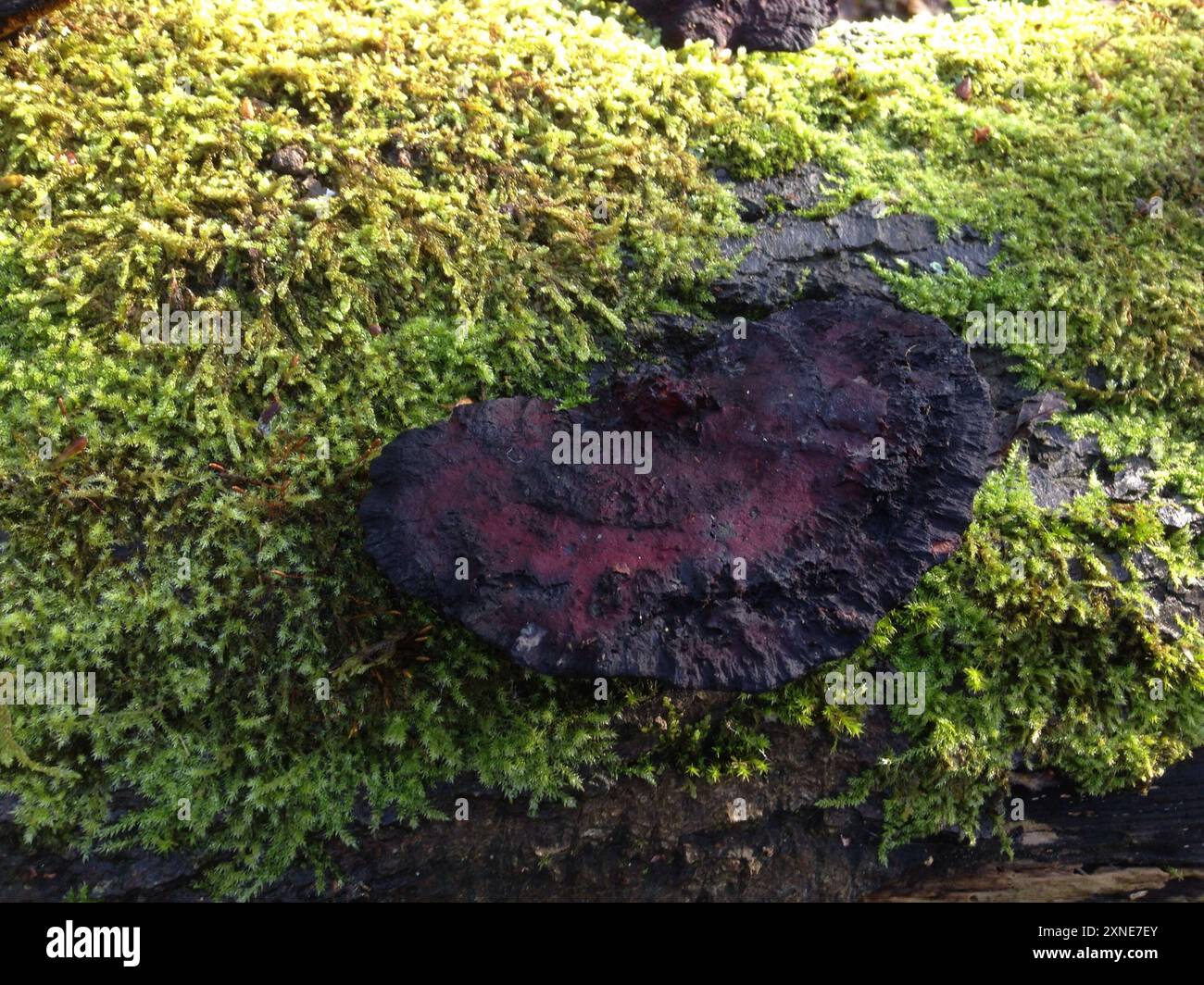 Thin-walled Maze Polypore (Daedaleopsis confragosa) Fungi Stock Photo ...