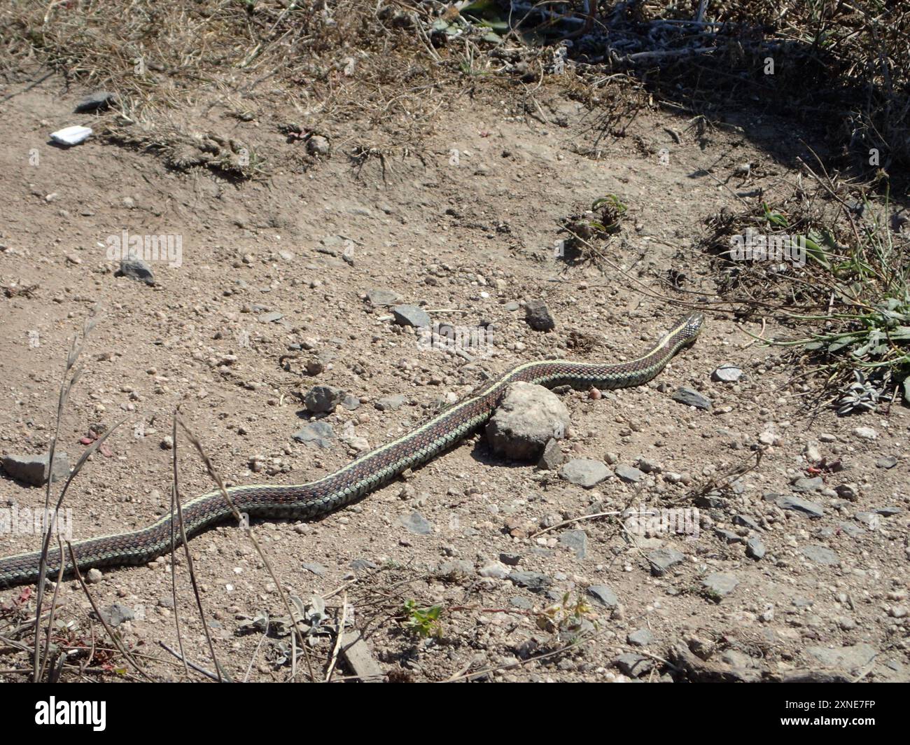 Coast Garter Snake (Thamnophis elegans terrestris) Reptilia Stock Photo ...