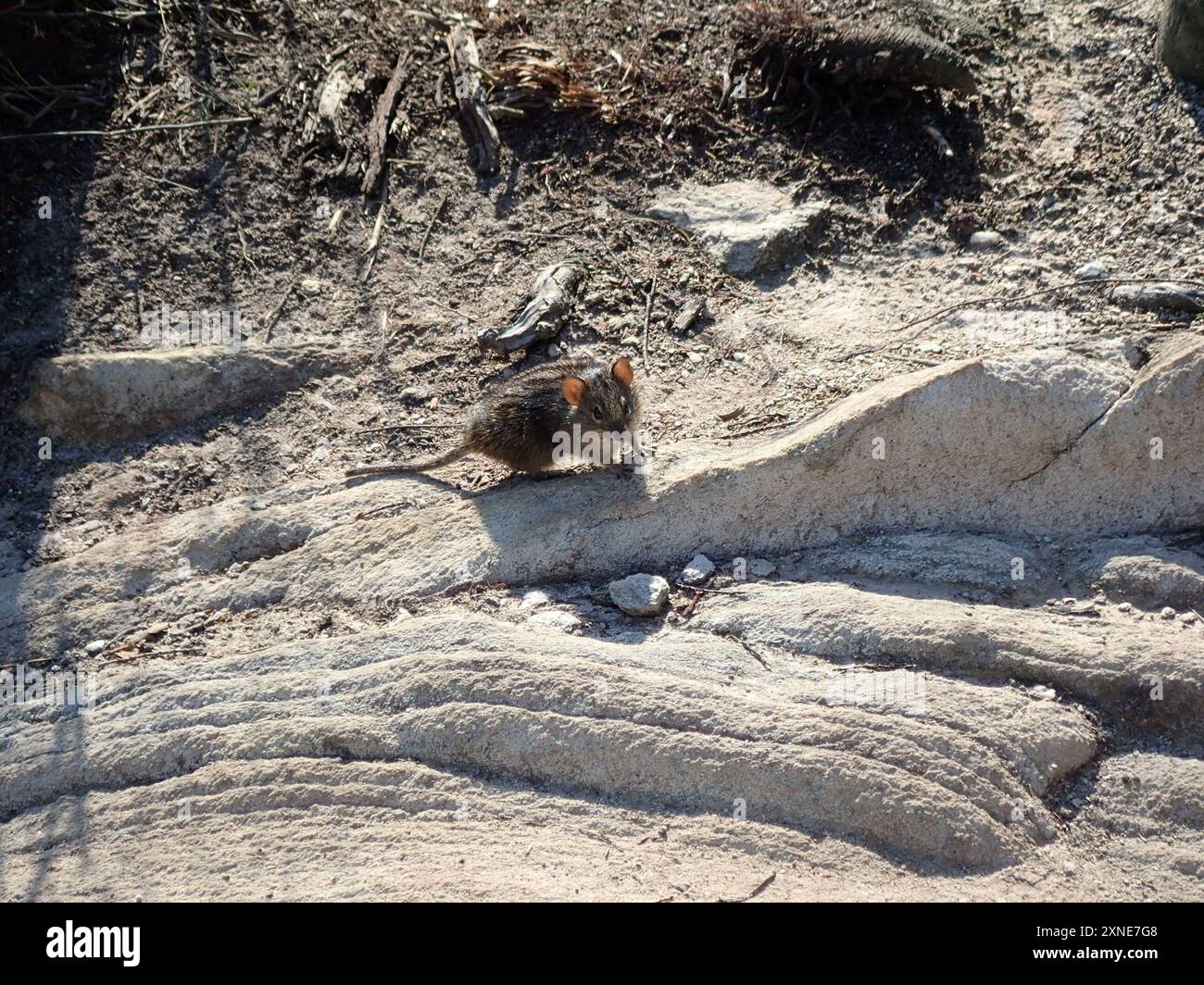 Cape Four-striped Grass Mouse (Rhabdomys pumilio) Mammalia Stock Photo ...