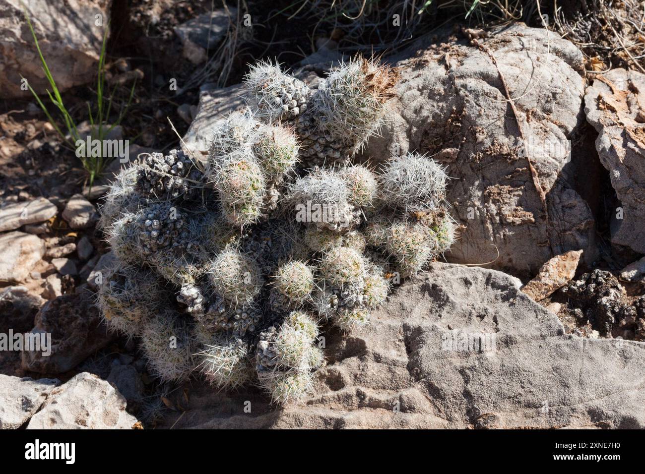 Whitecolumn Foxtail Cactus (Escobaria tuberculosa) Plantae Stock Photo ...