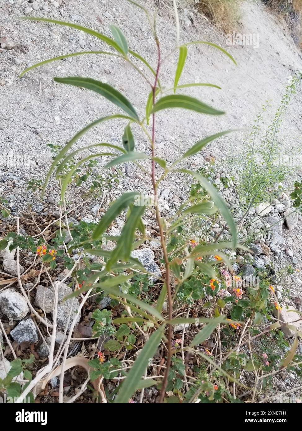 african sumac (Searsia lancea) Plantae Stock Photo - Alamy