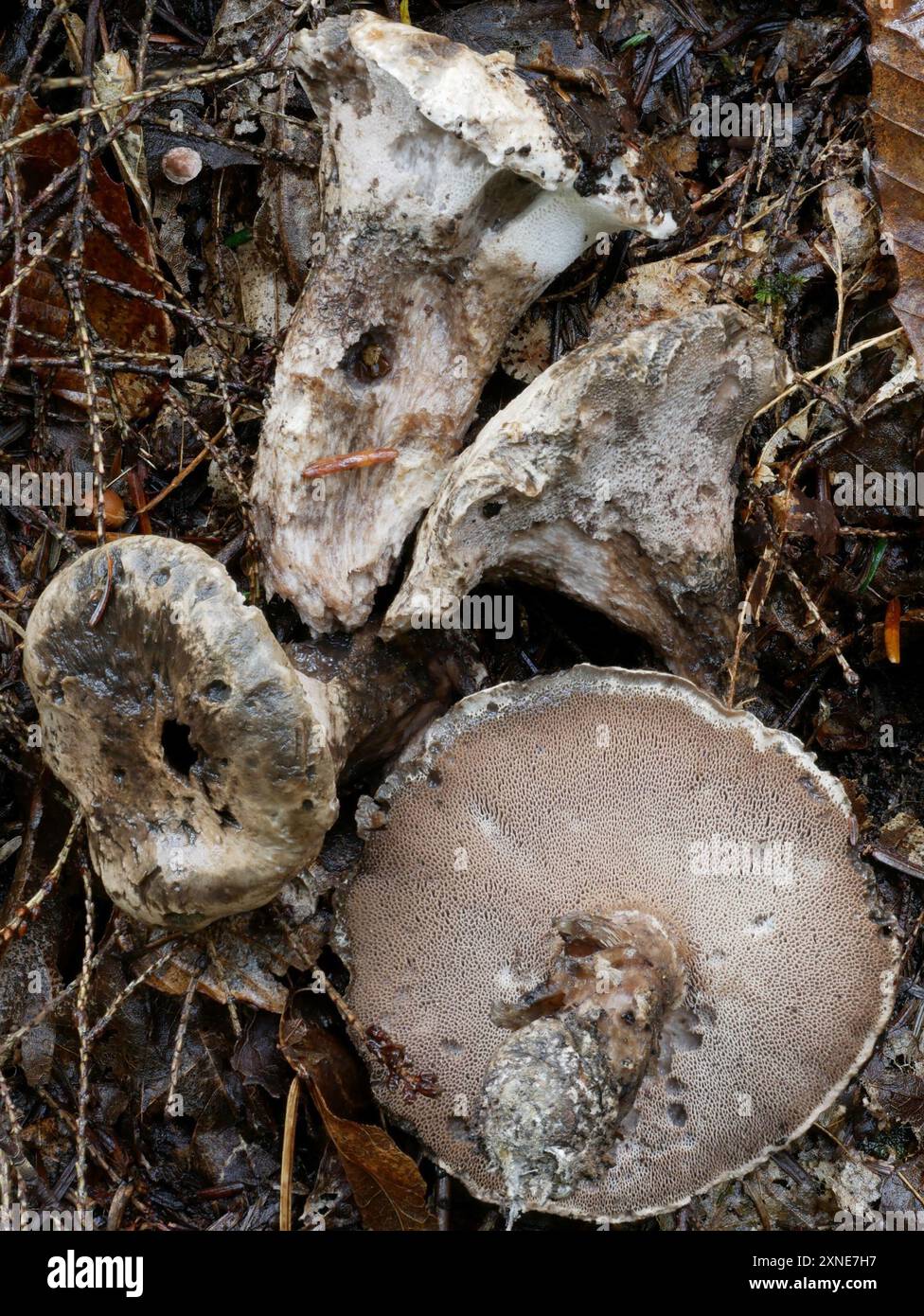 grey falsebolete (Boletopsis grisea) Fungi Stock Photo - Alamy