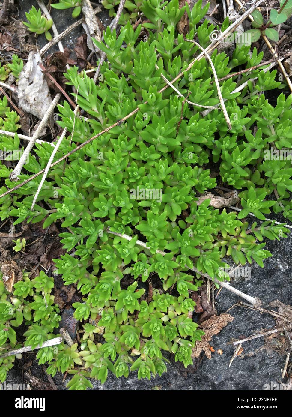 Stringy Stonecrop (Sedum sarmentosum) Plantae Stock Photo - Alamy