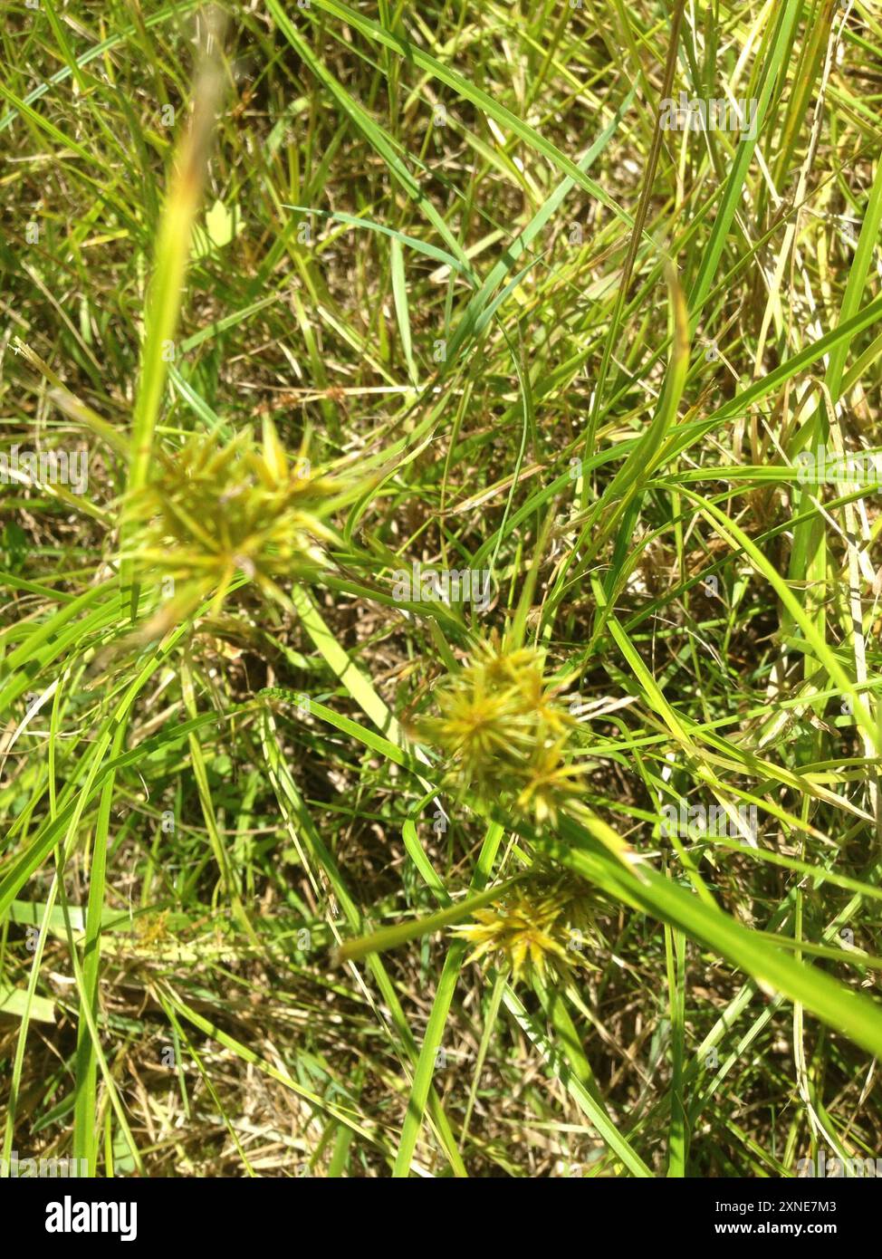 straw-colored flatsedge (Cyperus strigosus) Plantae Stock Photo - Alamy