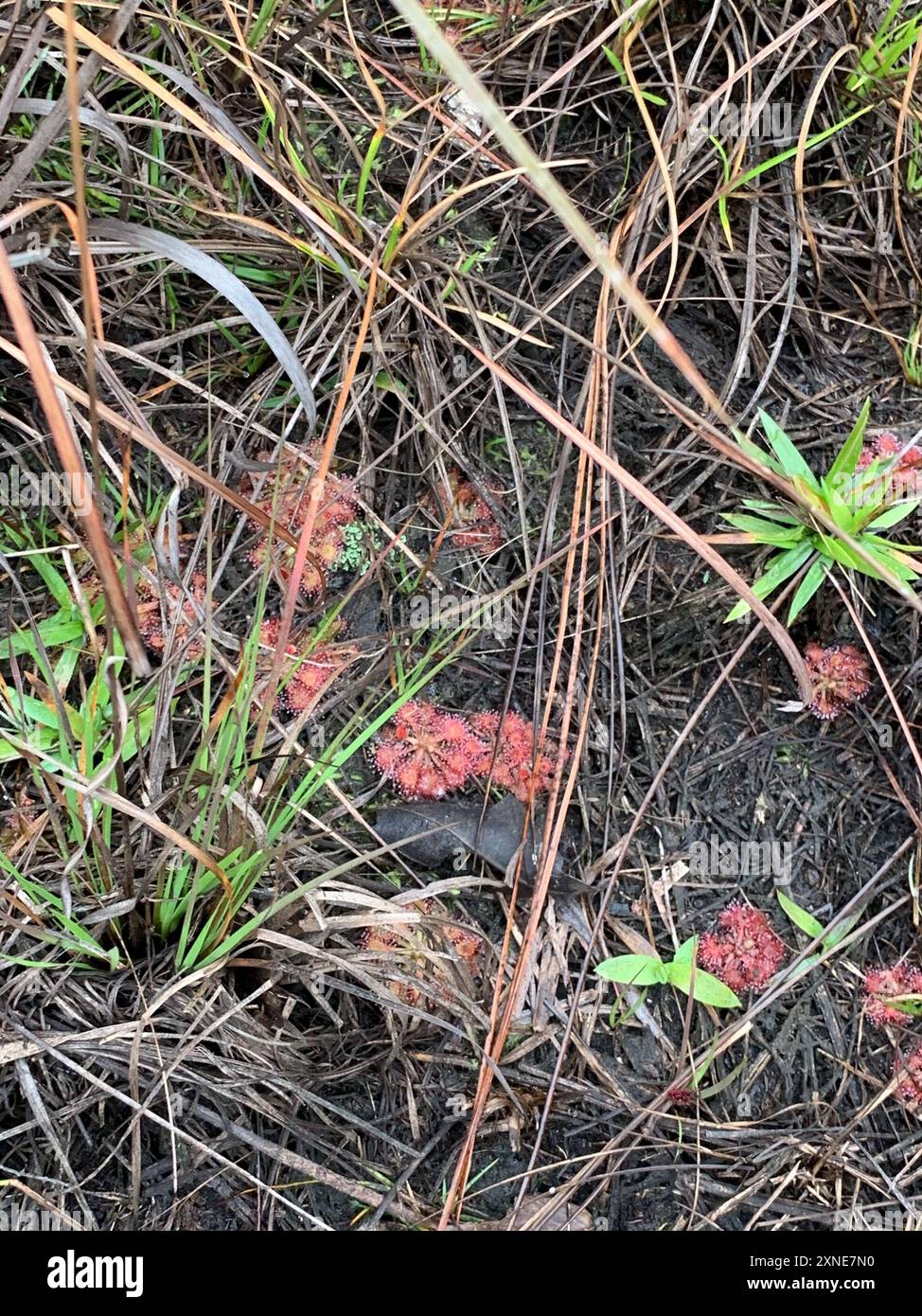 Pink Sundew (Drosera capillaris) Plantae Stock Photo - Alamy