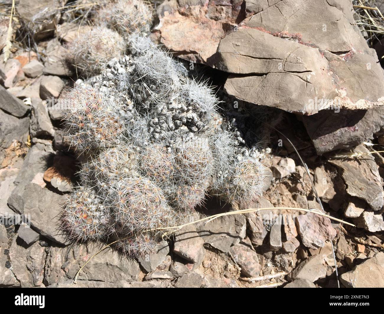 Whitecolumn Foxtail Cactus (Escobaria tuberculosa) Plantae Stock Photo ...