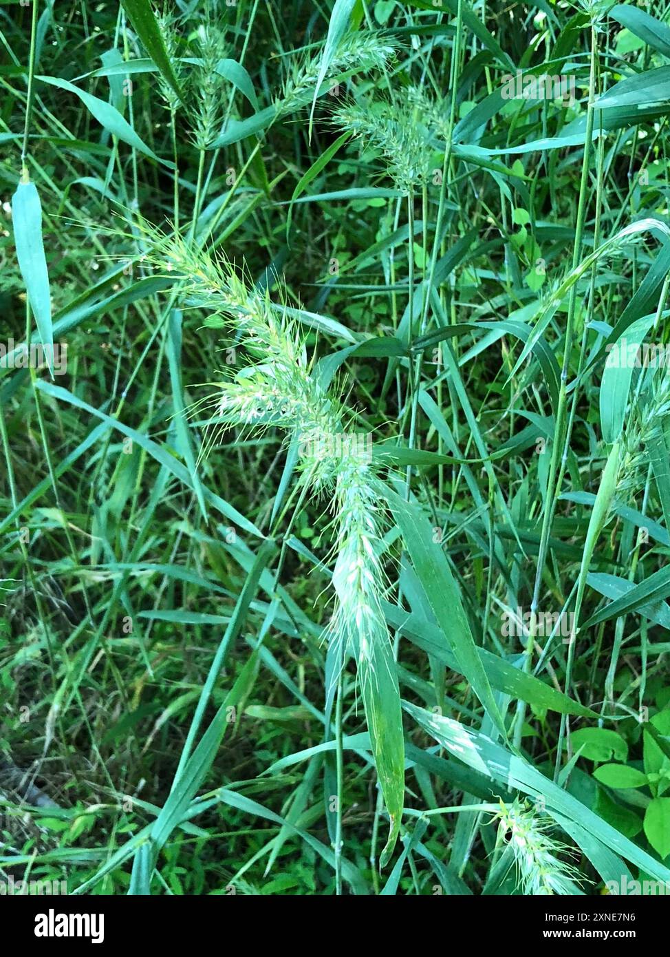 grasses (Poaceae) Plantae Stock Photo - Alamy