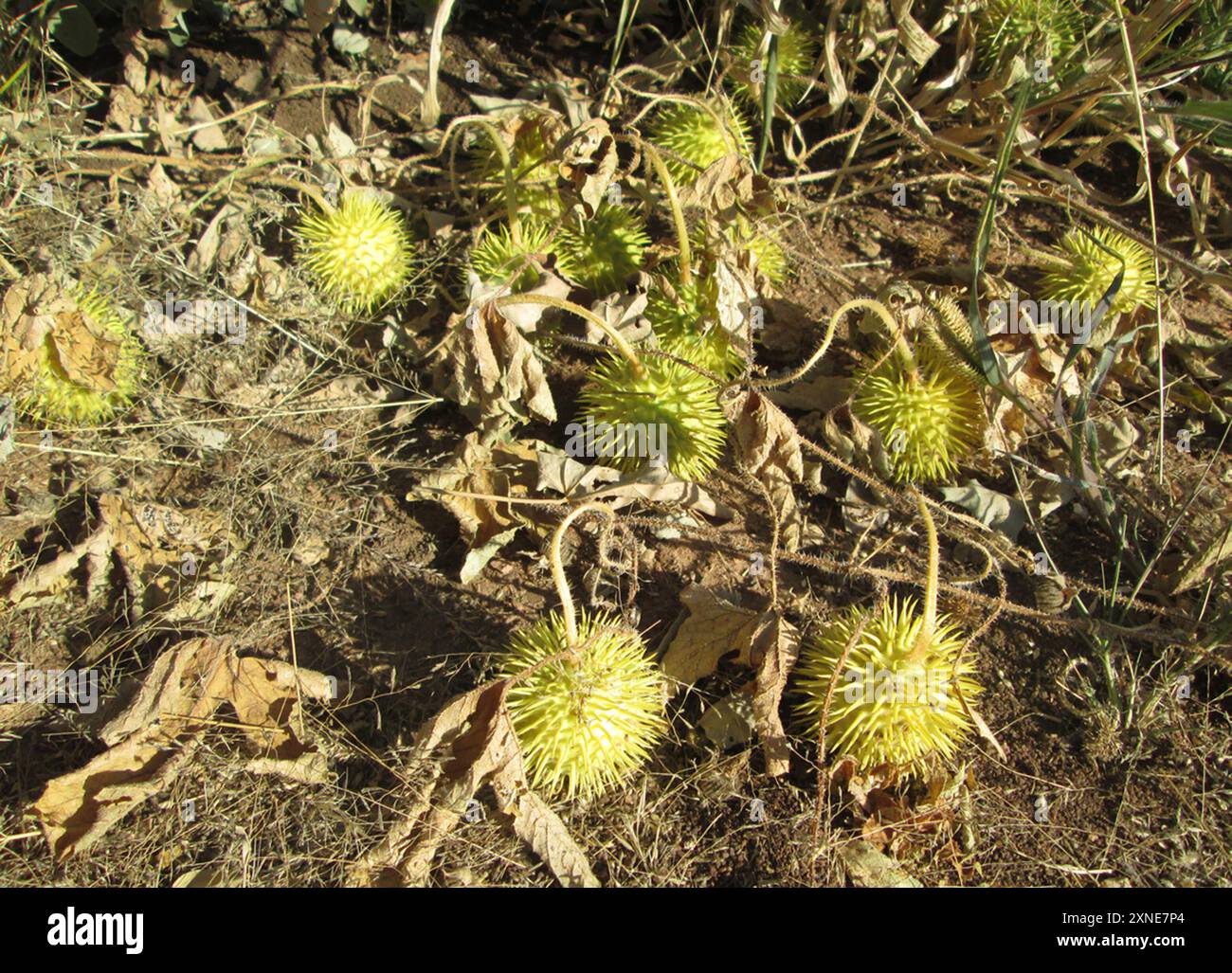 South African Spiny Cucumber (Cucumis zeyheri) Plantae Stock Photo - Alamy