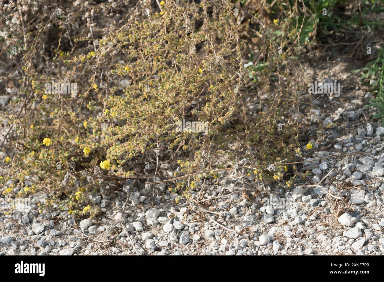 Pappose Tarweed (Centromadia parryi) Plantae Stock Photo - Alamy