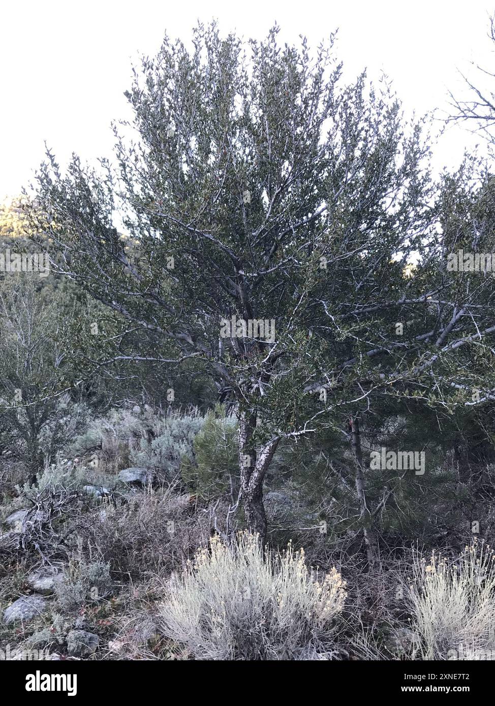 Curlleaf Mountain Mahogany (Cercocarpus ledifolius) Plantae Stock Photo ...