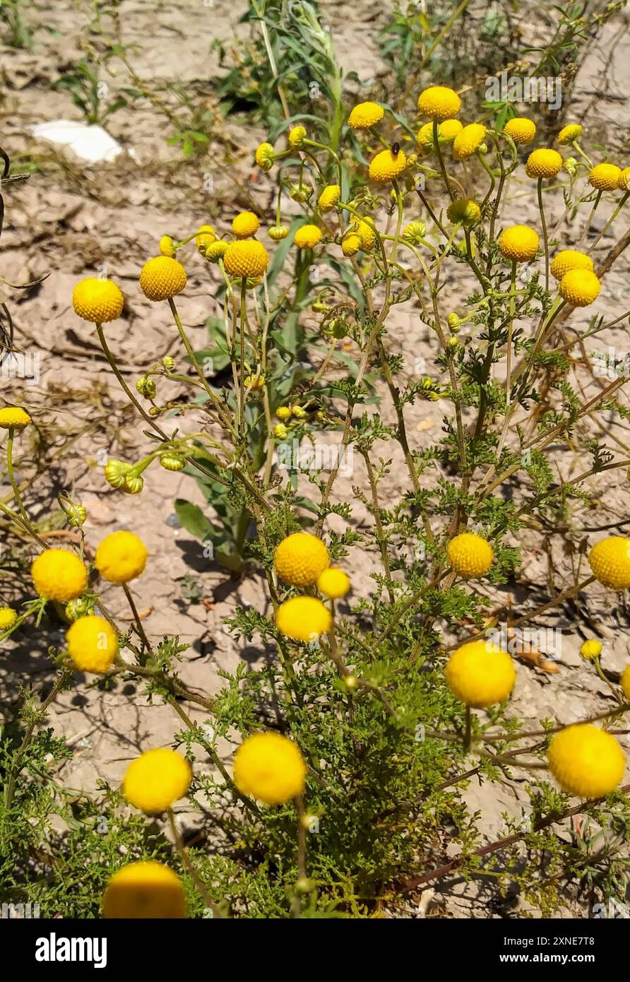 stinknet (Oncosiphon pilulifer) Plantae Stock Photo - Alamy