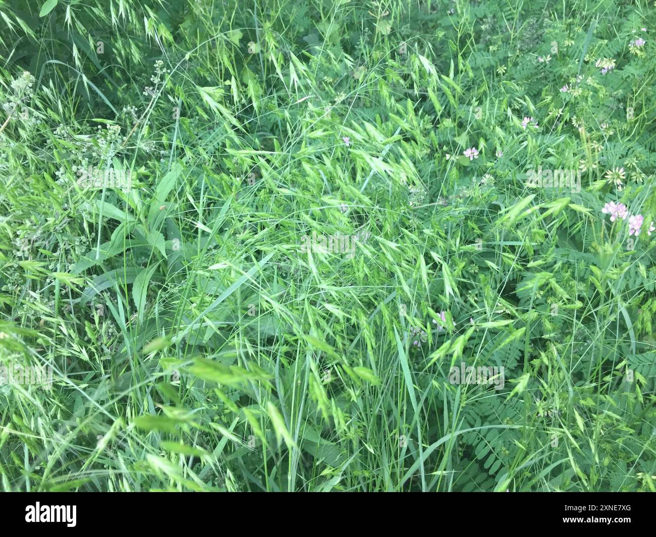 Commutatus hi-res stock photography and images - Alamy