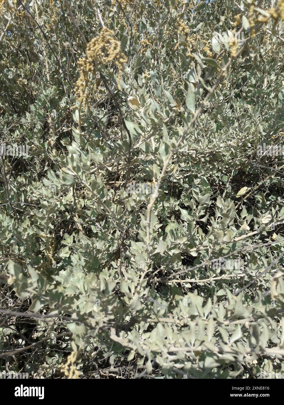 Mediterranean Saltbush (Atriplex halimus) Plantae Stock Photo - Alamy