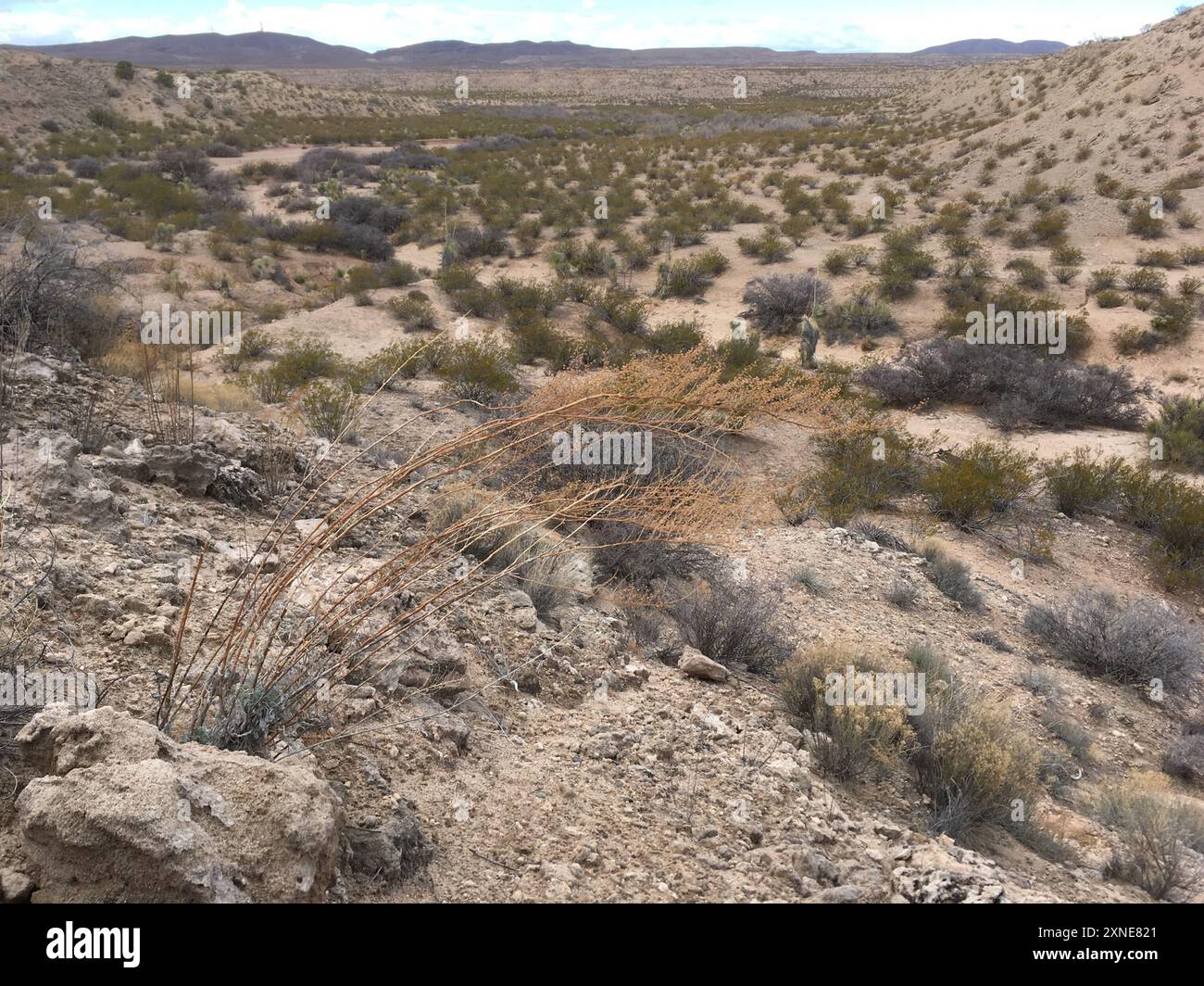 Field Sagewort (Artemisia campestris) Plantae Stock Photo - Alamy