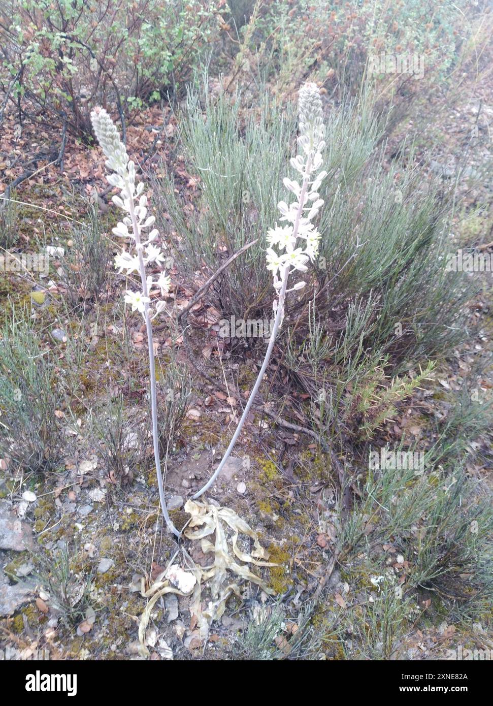 sea squill (Drimia maritima) Plantae Stock Photo - Alamy