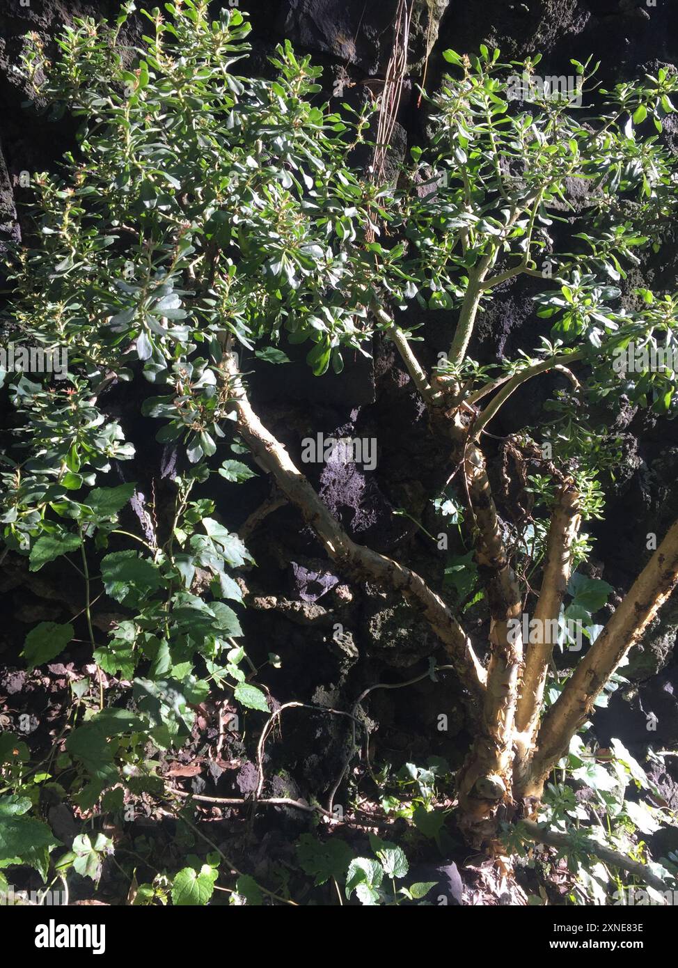 Dwarf Tree Stonecrop (Sedum oxypetalum) Plantae Stock Photo - Alamy