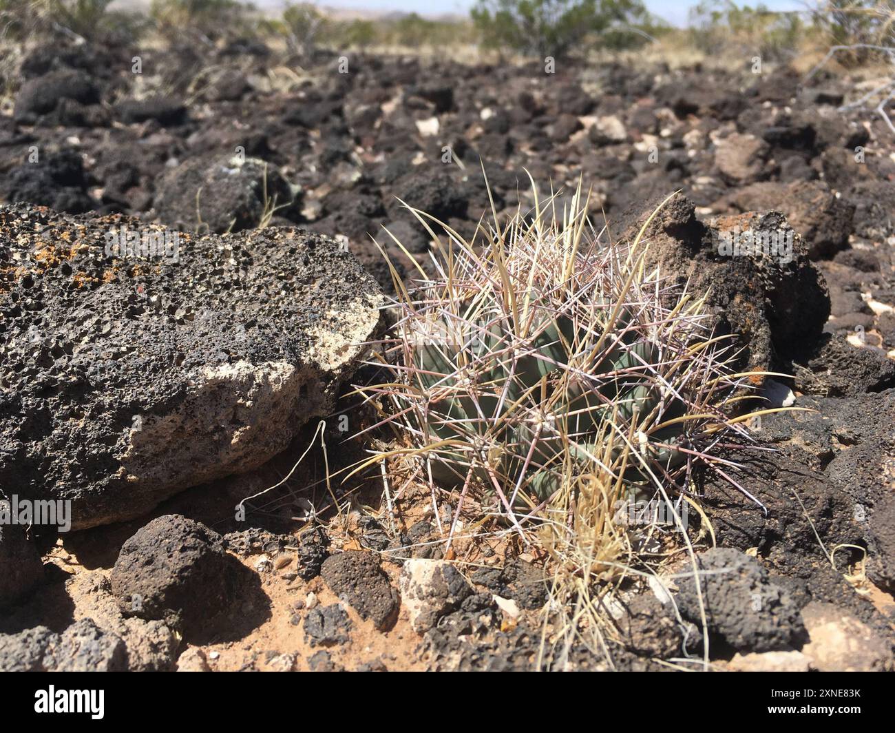 Stout Needle Mulee (Coryphantha robustispina uncinata) Plantae Stock ...