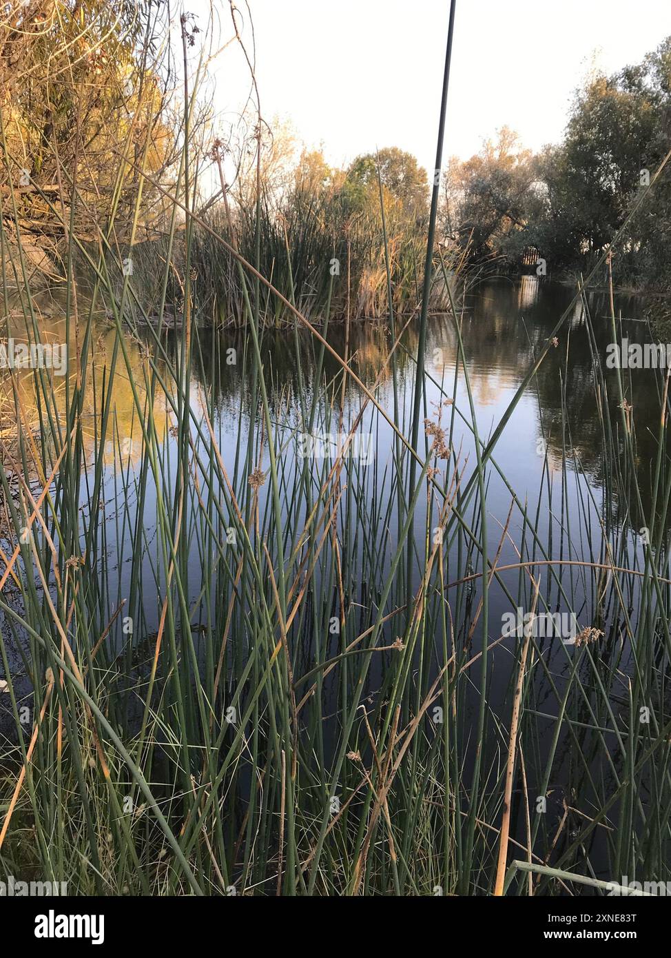 California bulrush (Schoenoplectus californicus) Plantae Stock Photo ...