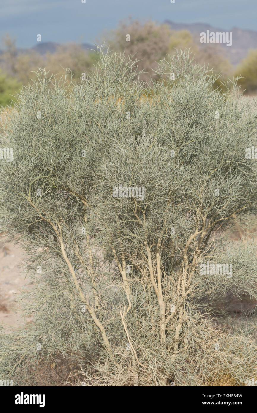 Smoke Tree (Psorothamnus spinosus) Plantae Stock Photo - Alamy