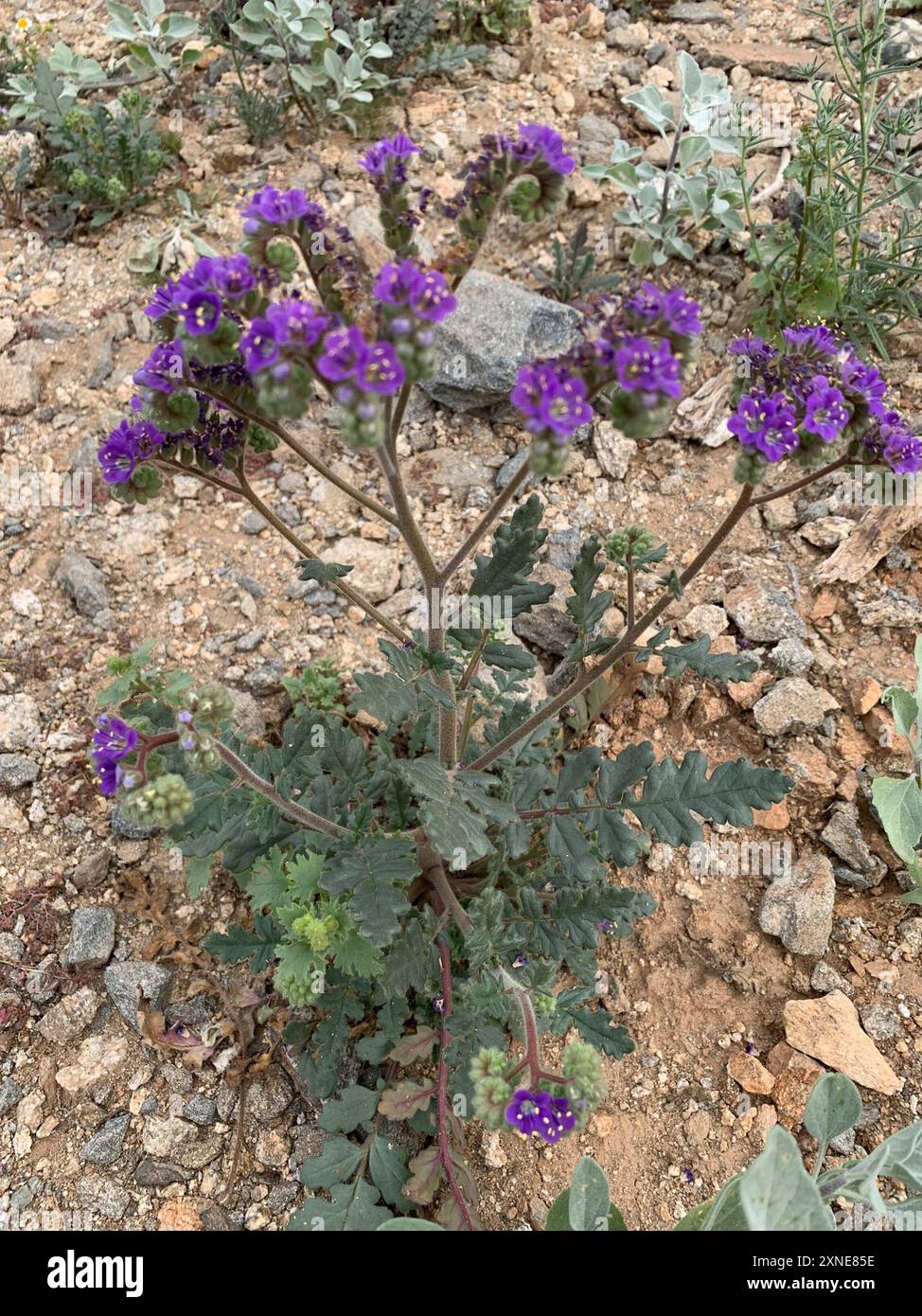 Notch-leaf Scorpionweed (Phacelia crenulata) Plantae Stock Photo - Alamy