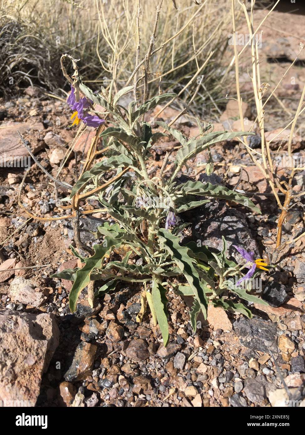 silverleaf nightshade (Solanum elaeagnifolium) Plantae Stock Photo - Alamy