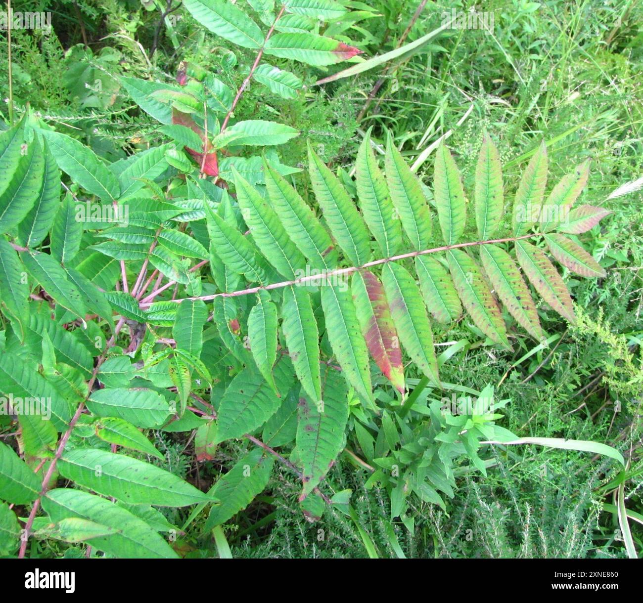 smooth sumac (Rhus glabra) Plantae Stock Photo - Alamy