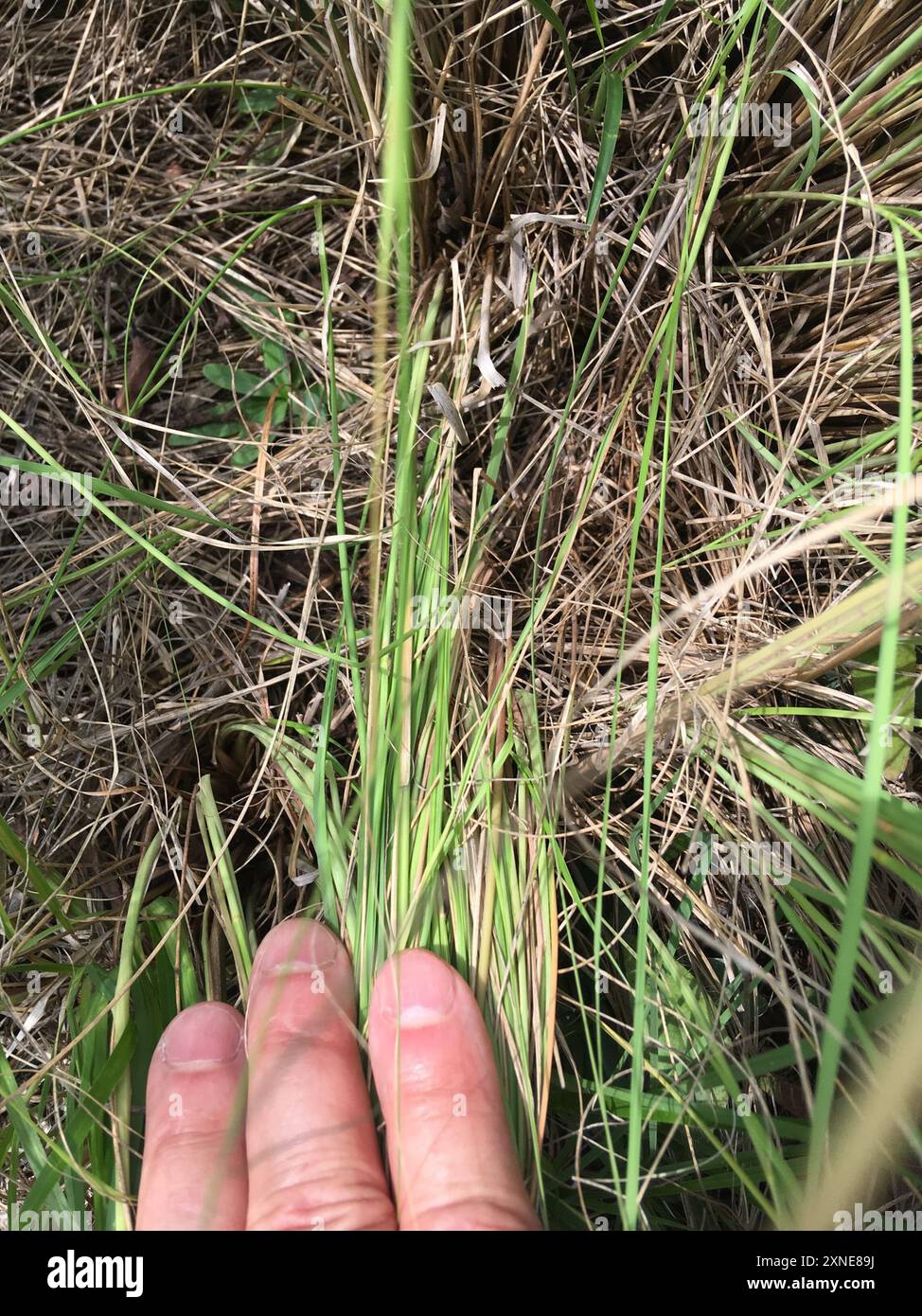 grasses (Poaceae) Plantae Stock Photo - Alamy