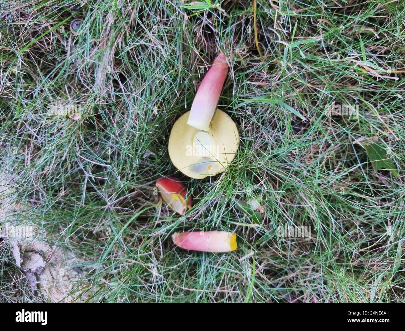 Ruby Bolete (Hortiboletus rubellus) Fungi Stock Photo - Alamy