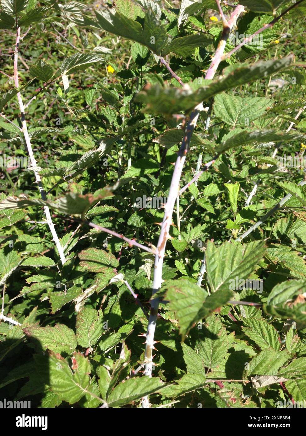 whitebark raspberry (Rubus leucodermis) Plantae Stock Photo - Alamy