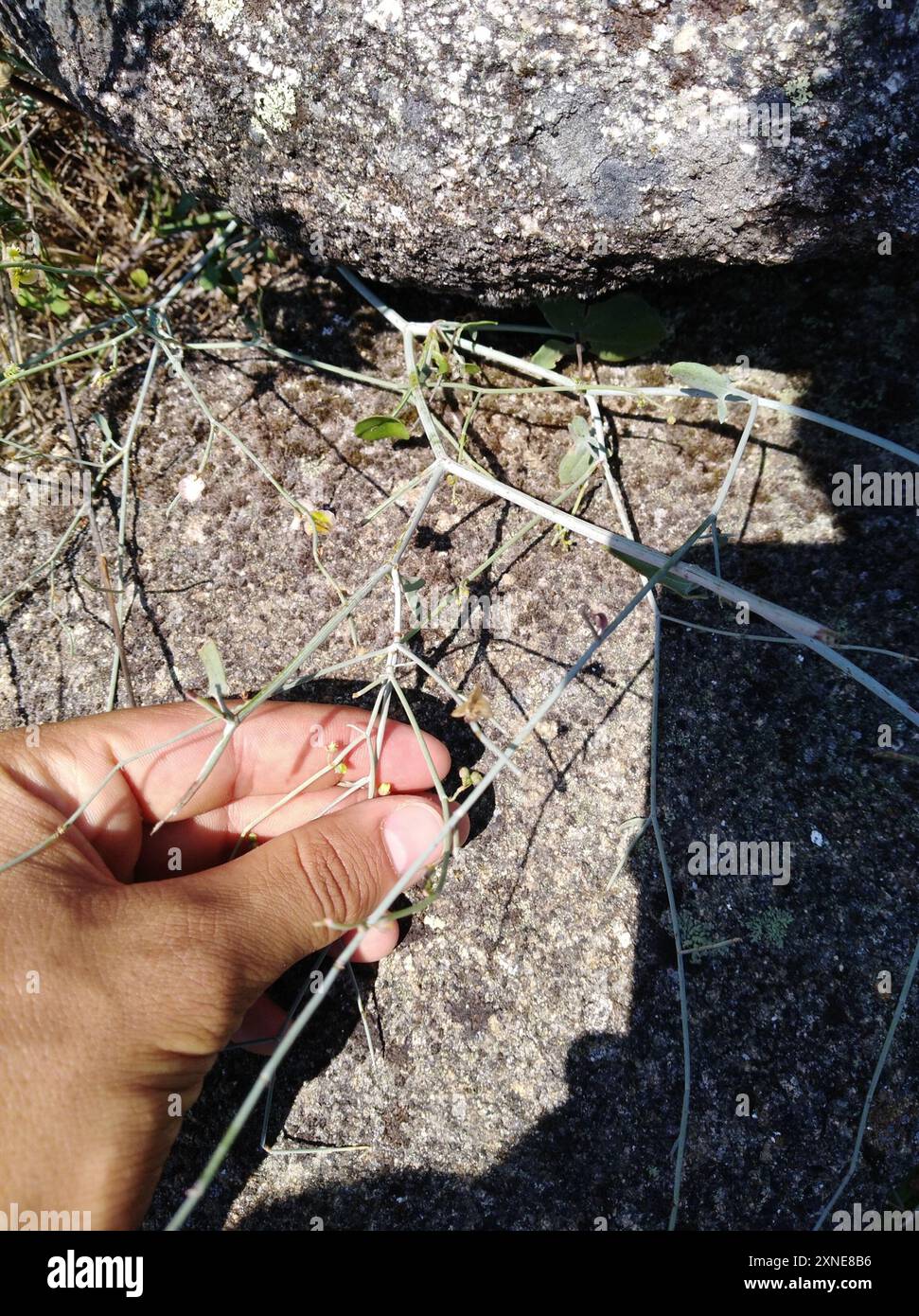 Indurate Sorrel (Rumex induratus) Plantae Stock Photo - Alamy