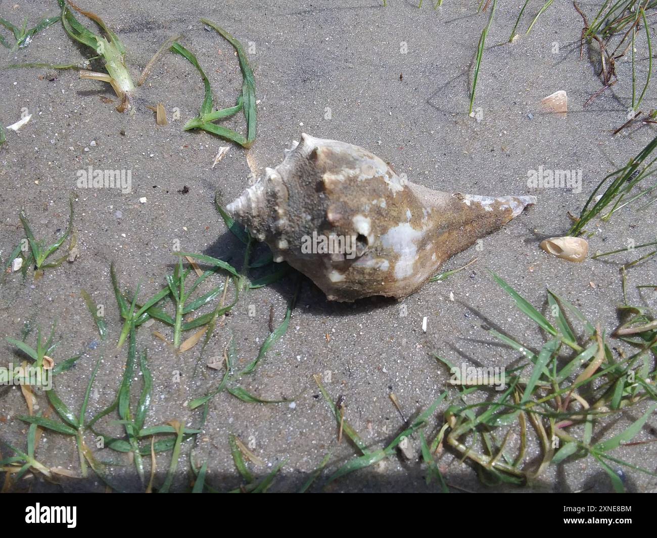 Knobbed Whelk (Busycon carica) Mollusca Stock Photo - Alamy