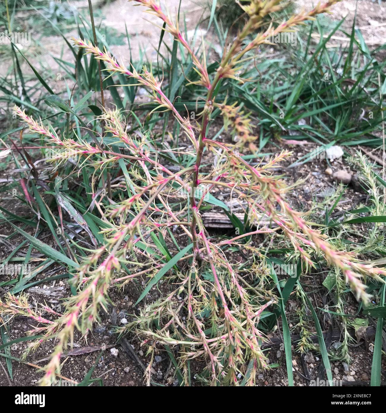 Slender Russian-thistle (Salsola collina) Plantae Stock Photo - Alamy