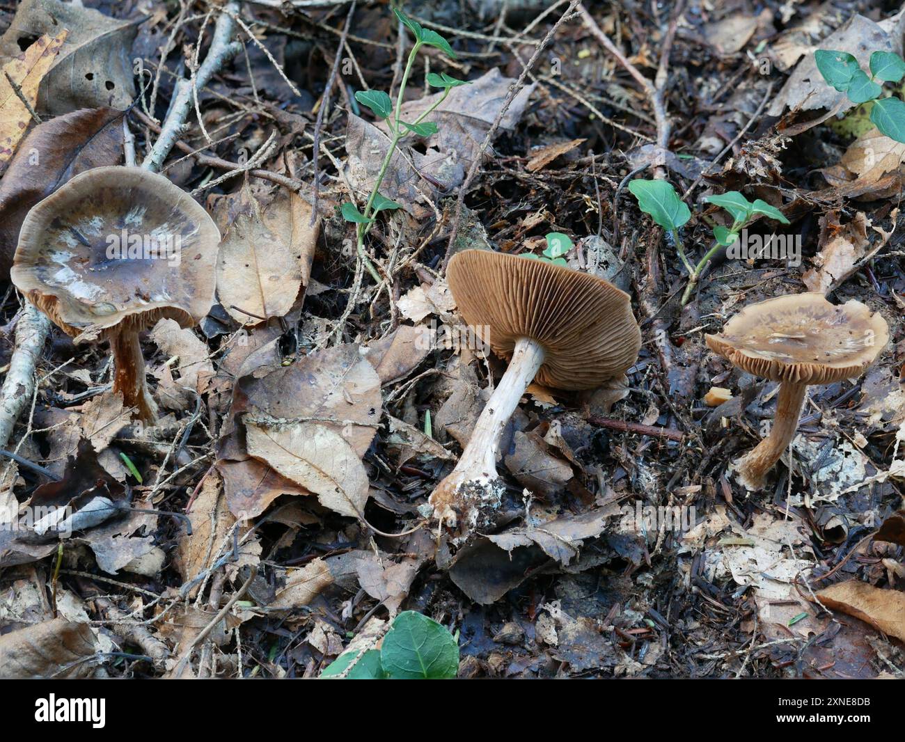 green webcap (Cortinarius scaurus) Fungi Stock Photo - Alamy