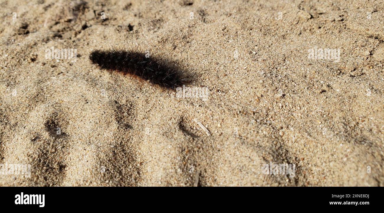 Owlet Moths and Allies (Noctuoidea) Insecta Stock Photo - Alamy