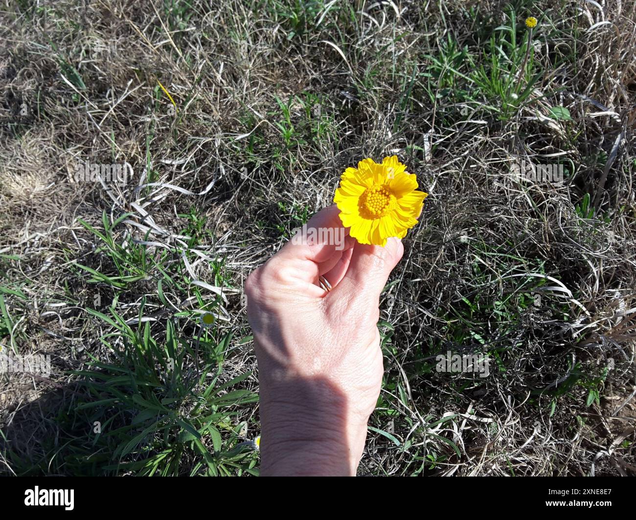 Stemmy Four-nerved Daisy (Tetraneuris scaposa) Plantae Stock Photo - Alamy