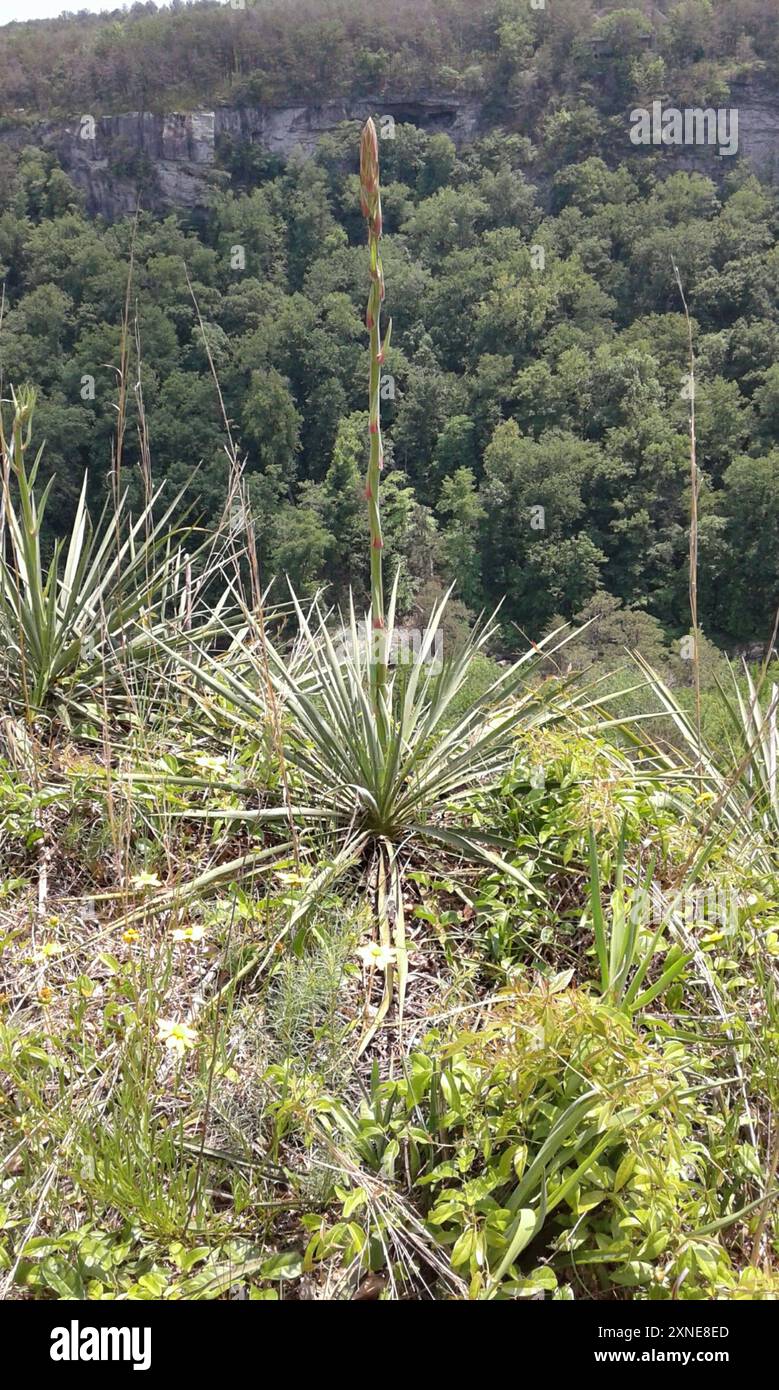 common yucca (Yucca filamentosa) Plantae Stock Photo - Alamy