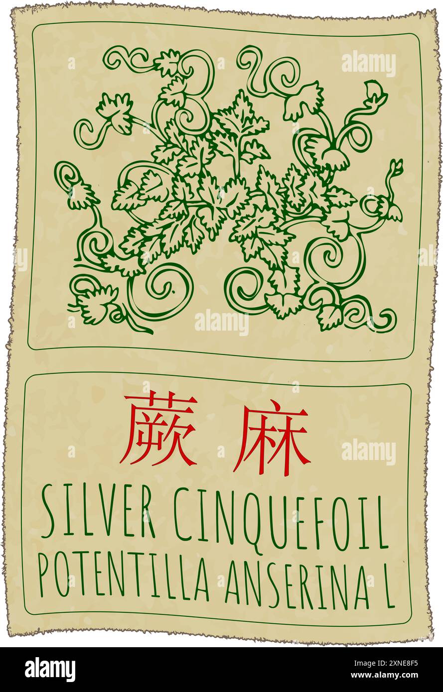 Vector drawing SILVER CINQUEFOIL in Chinese. Hand drawn illustration ...