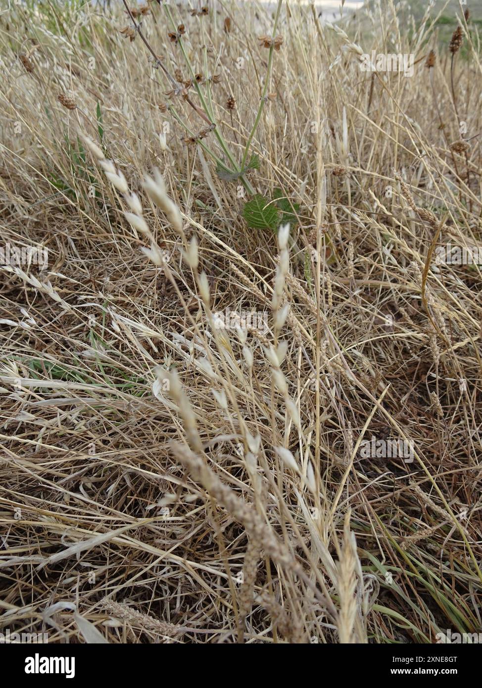 early hair grass (Aira praecox) Plantae Stock Photo - Alamy